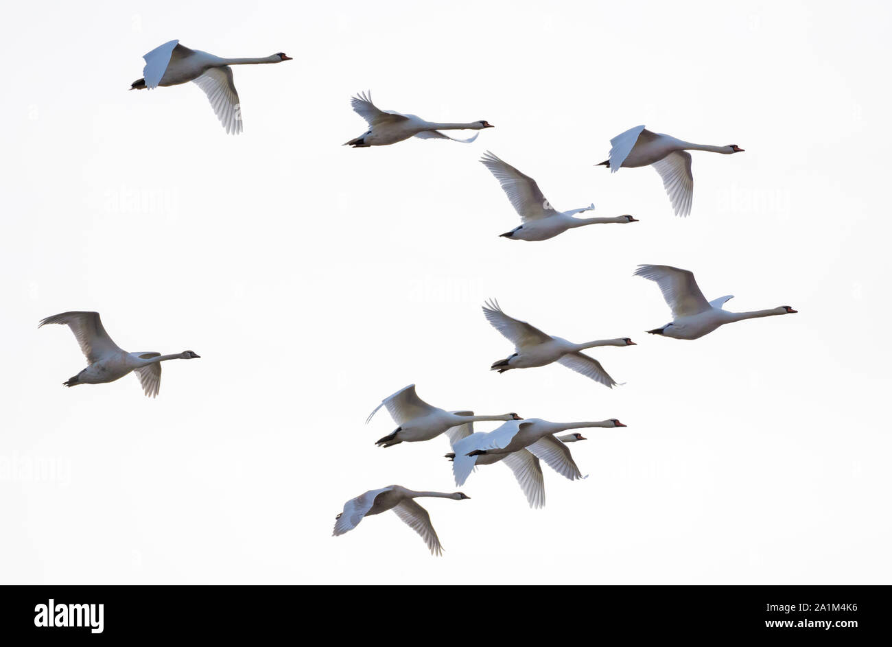 Swans Various Birds High Resolution Stock Photography and Images - Alamy