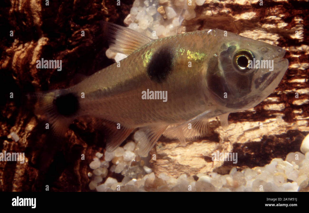 Bucktooth tetra, Exodon paradoxus Stock Photo - Alamy