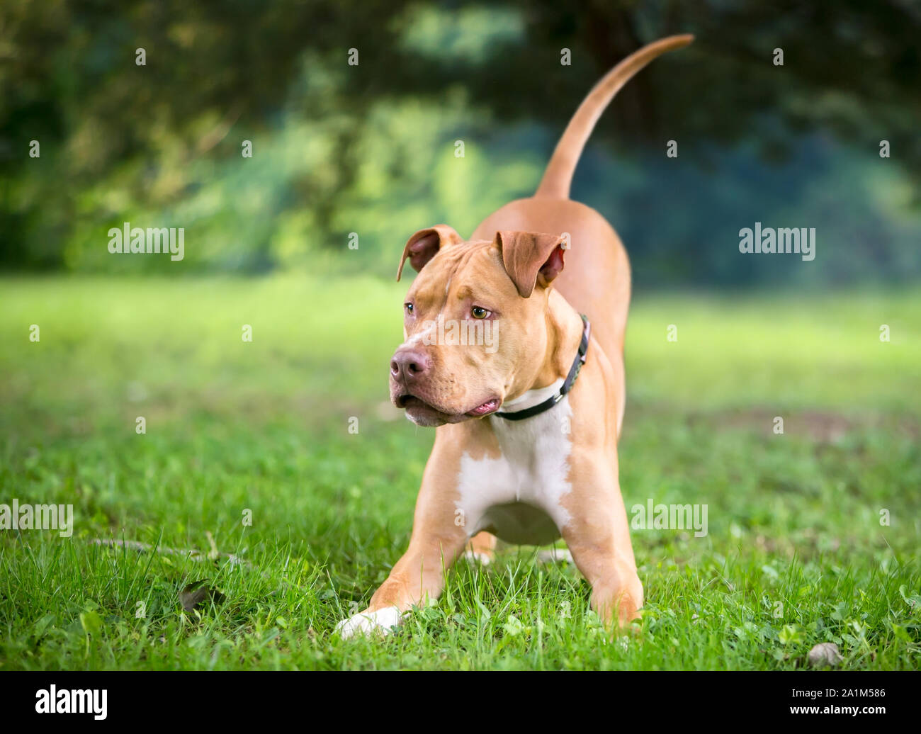 An excited and playful Pit Bull Terrier mixed breed dog crouching in a ...