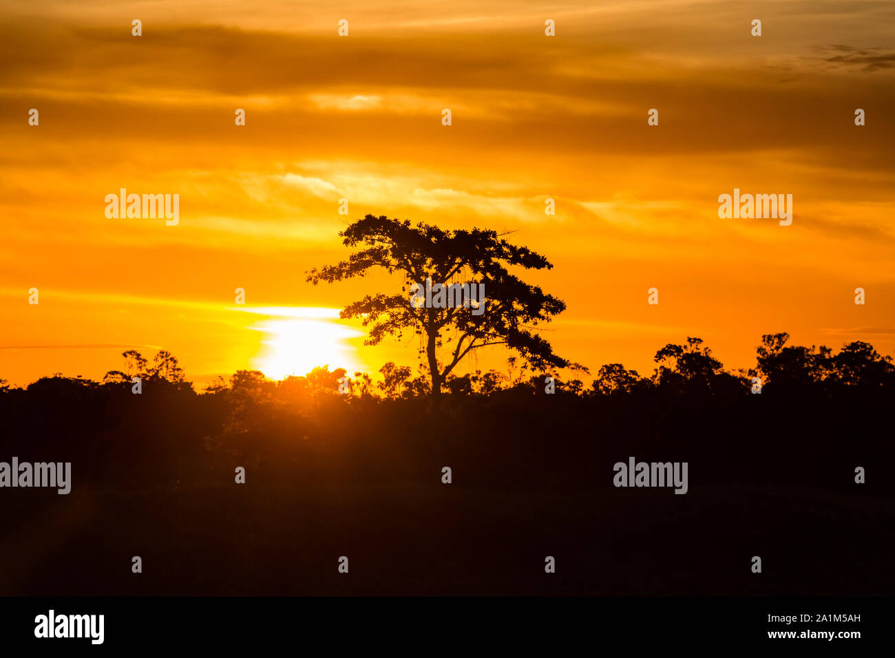 Sunset in the Amazon jungle, Brazil Stock Photo - Alamy