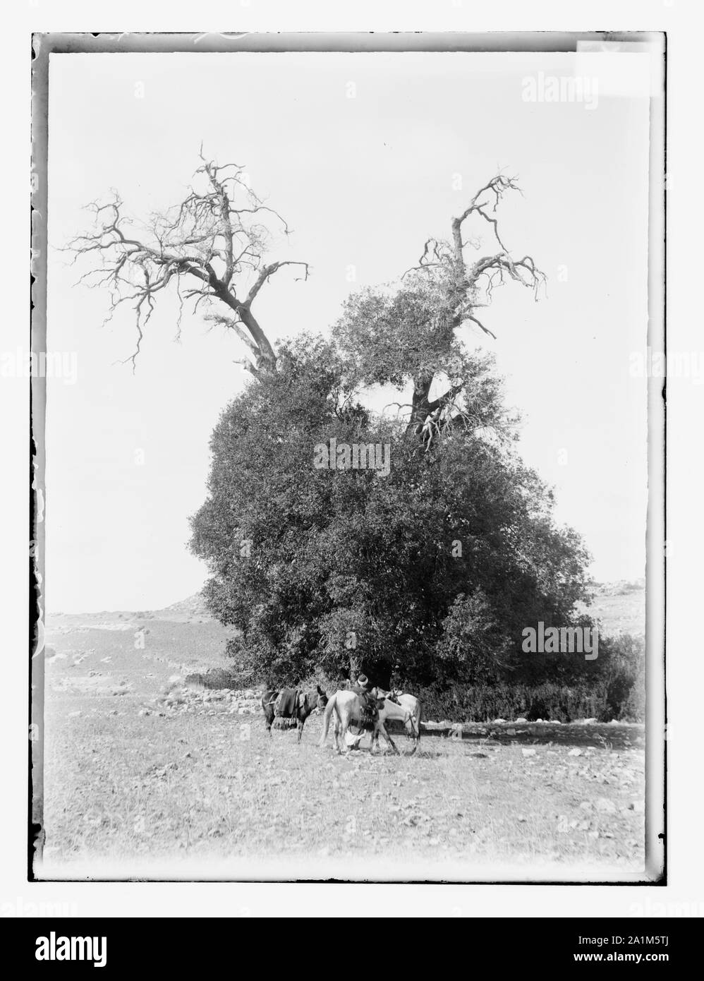 Feature photograph Cut Out Stock Images & Pictures - Alamy