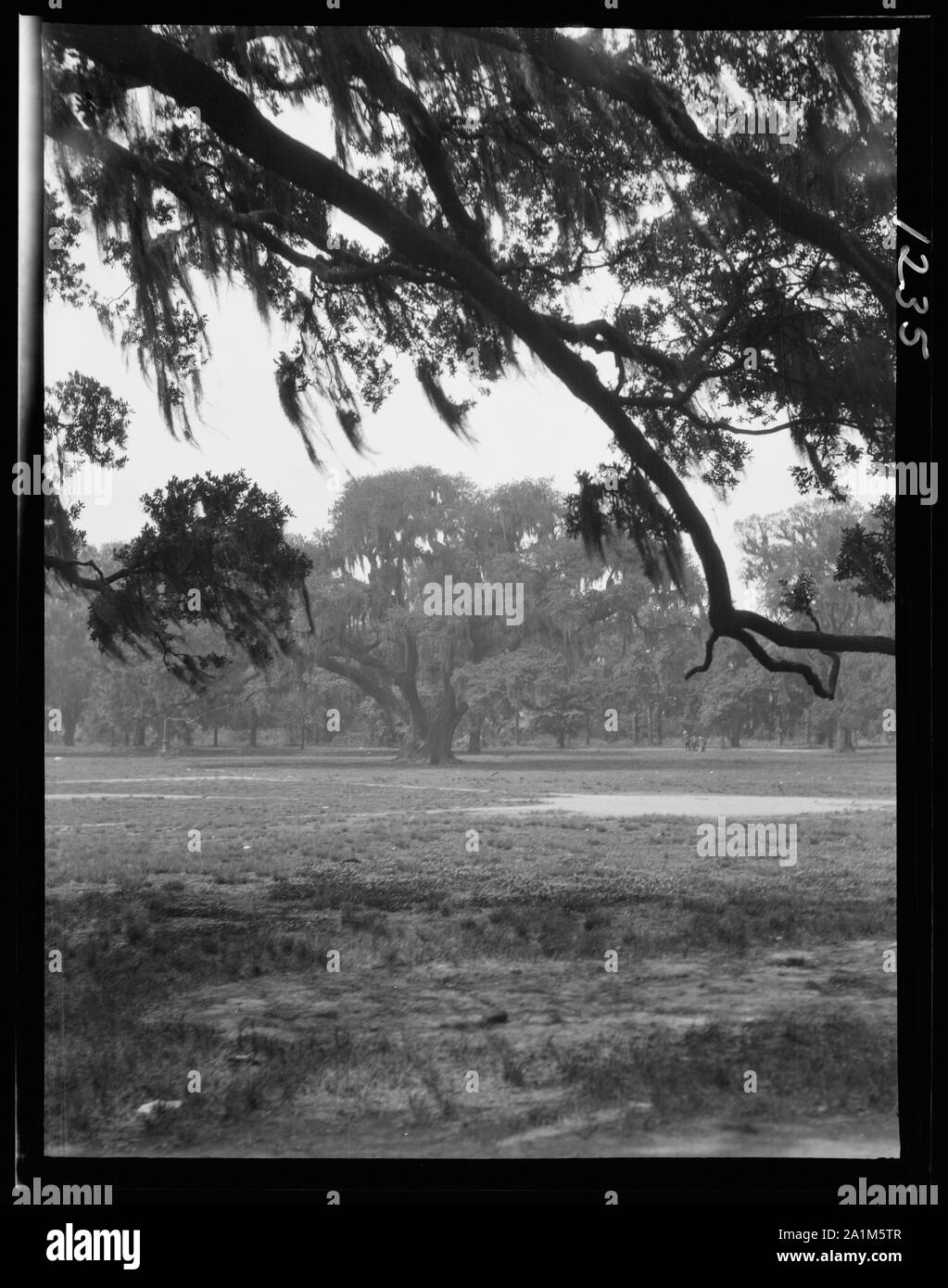 Iconic trees Black and White Stock Photos & Images - Alamy
