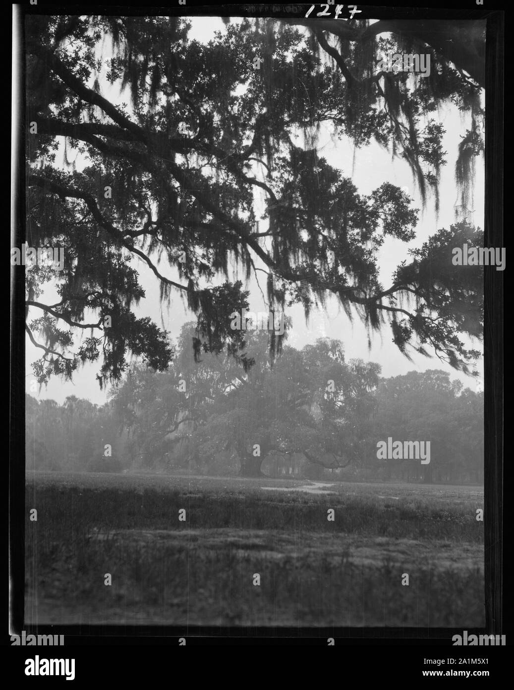 Large trees nature Black and White Stock Photos & Images - Alamy