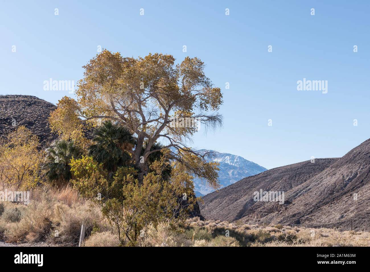 Oasis-like palm trees in the otherwise barren Death Valley National ...