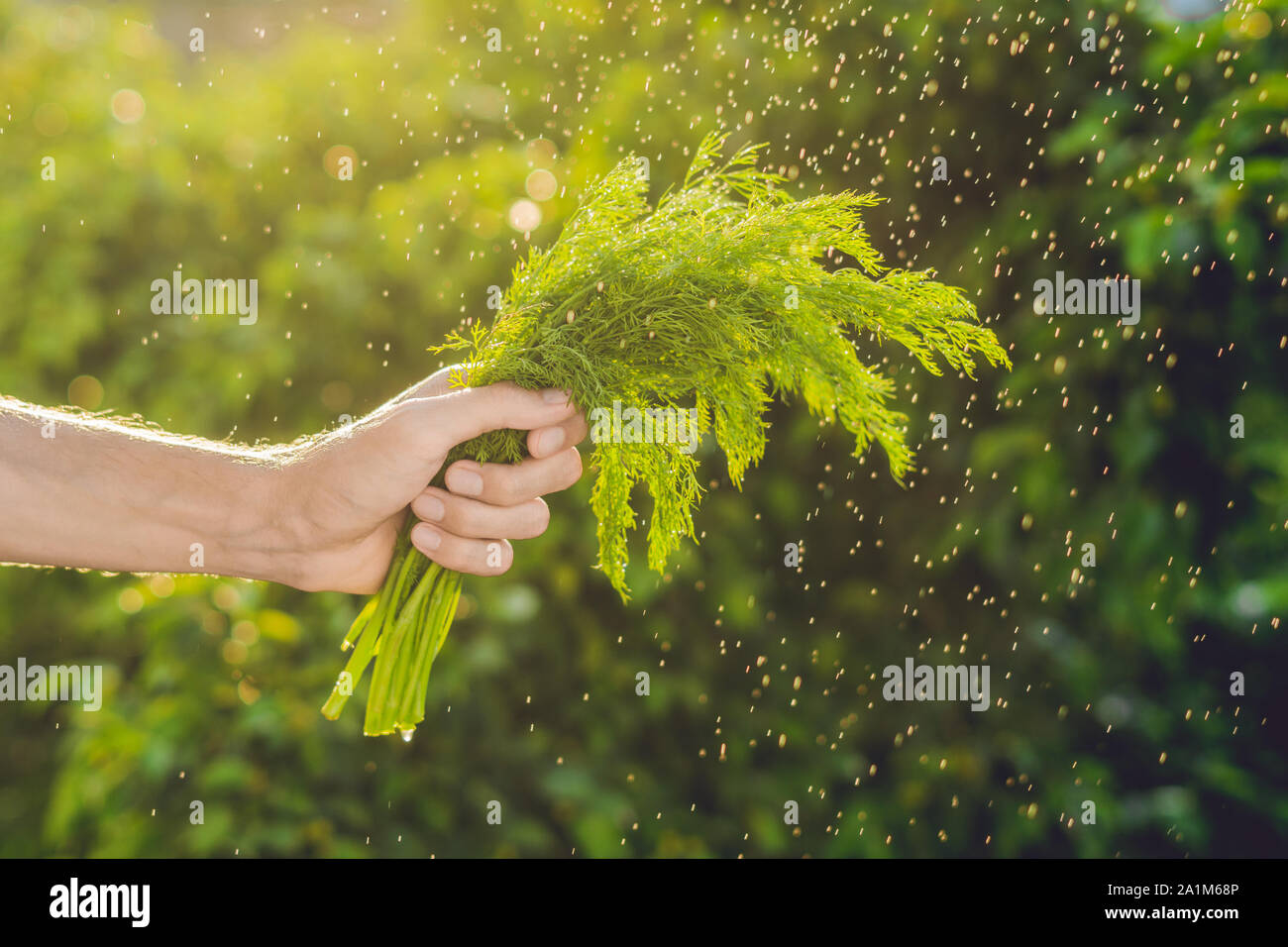 Fennel in bunch hi-res stock photography and images - Alamy
