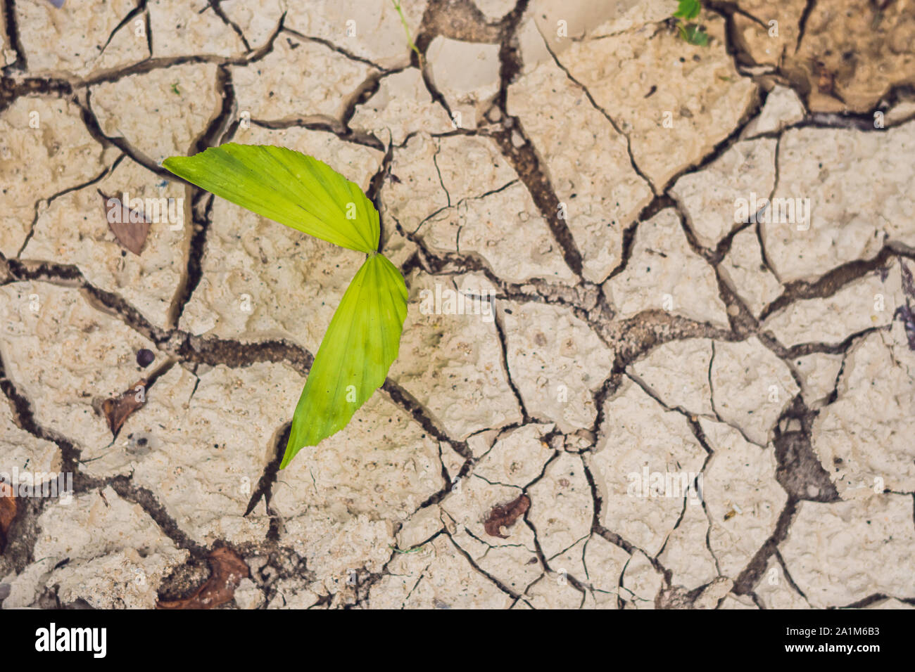 tree growing on cracked earth. growing tree save. the world ...