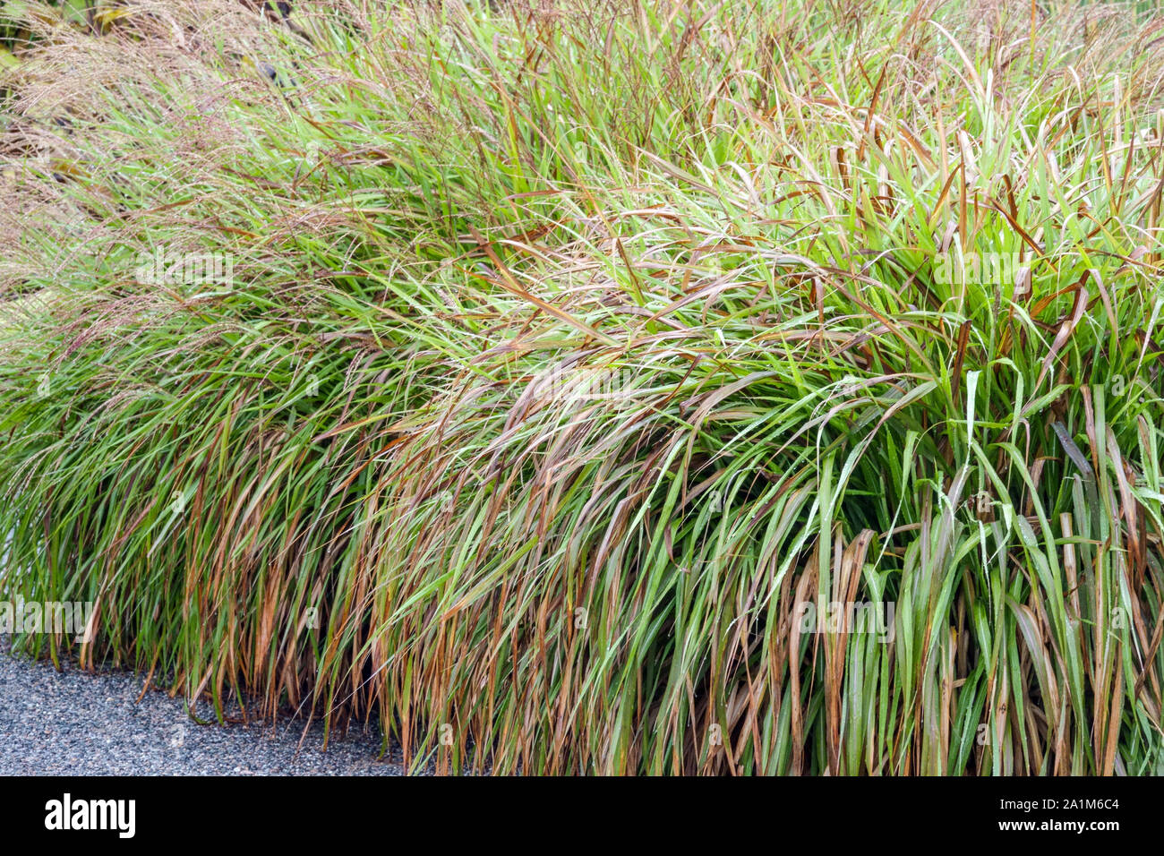 Flame Grass Miscanthus sinensis 'Purpurascens' Stock Photo - Alamy