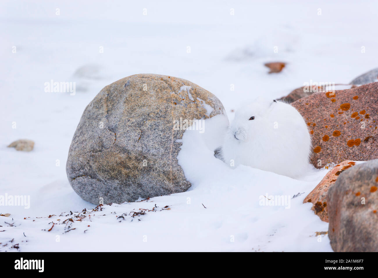 ARCTIC HARE (Lepus arcticus), or polar rabbit Stock Photo - Alamy