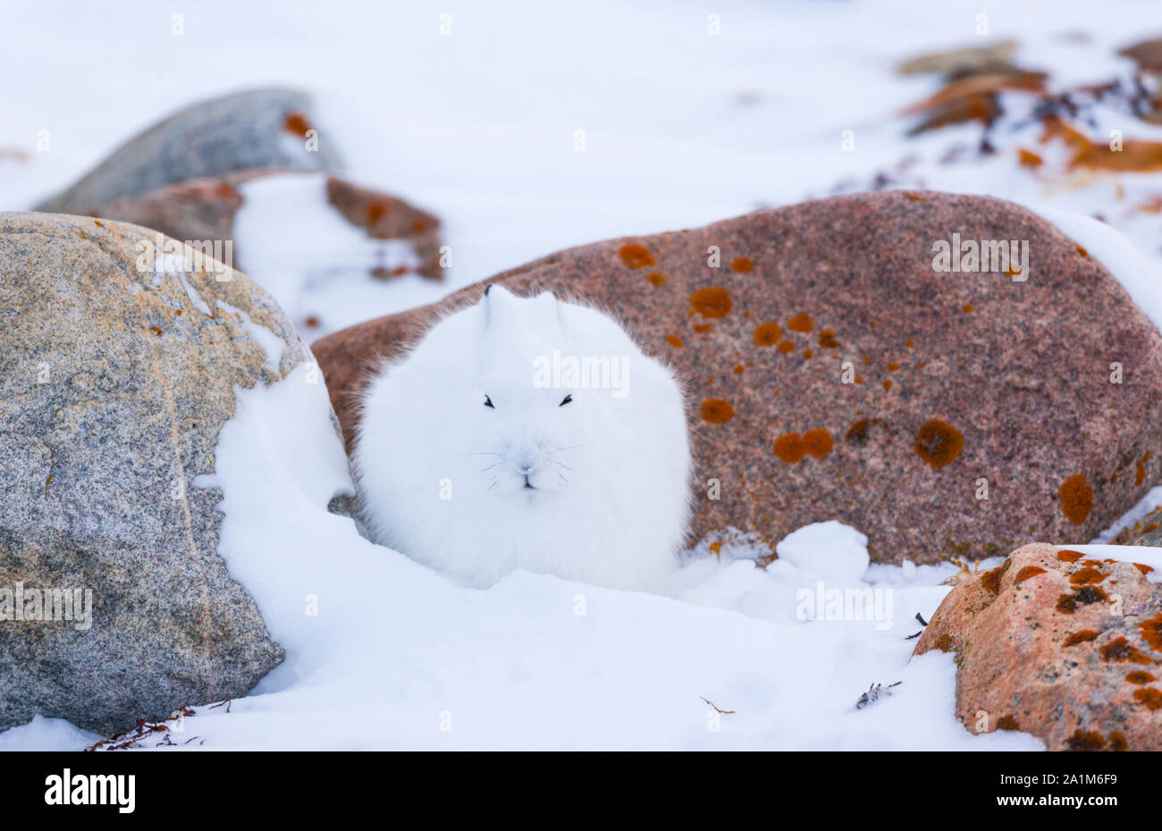 ARCTIC HARE (Lepus arcticus), or polar rabbit Stock Photo - Alamy
