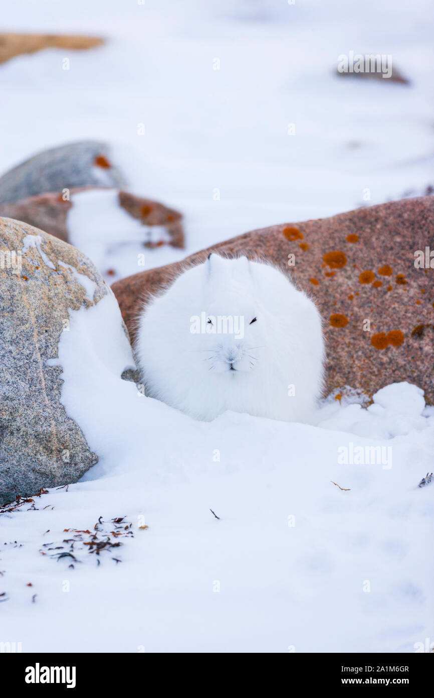 Tundra artica hi-res stock photography and images - Alamy
