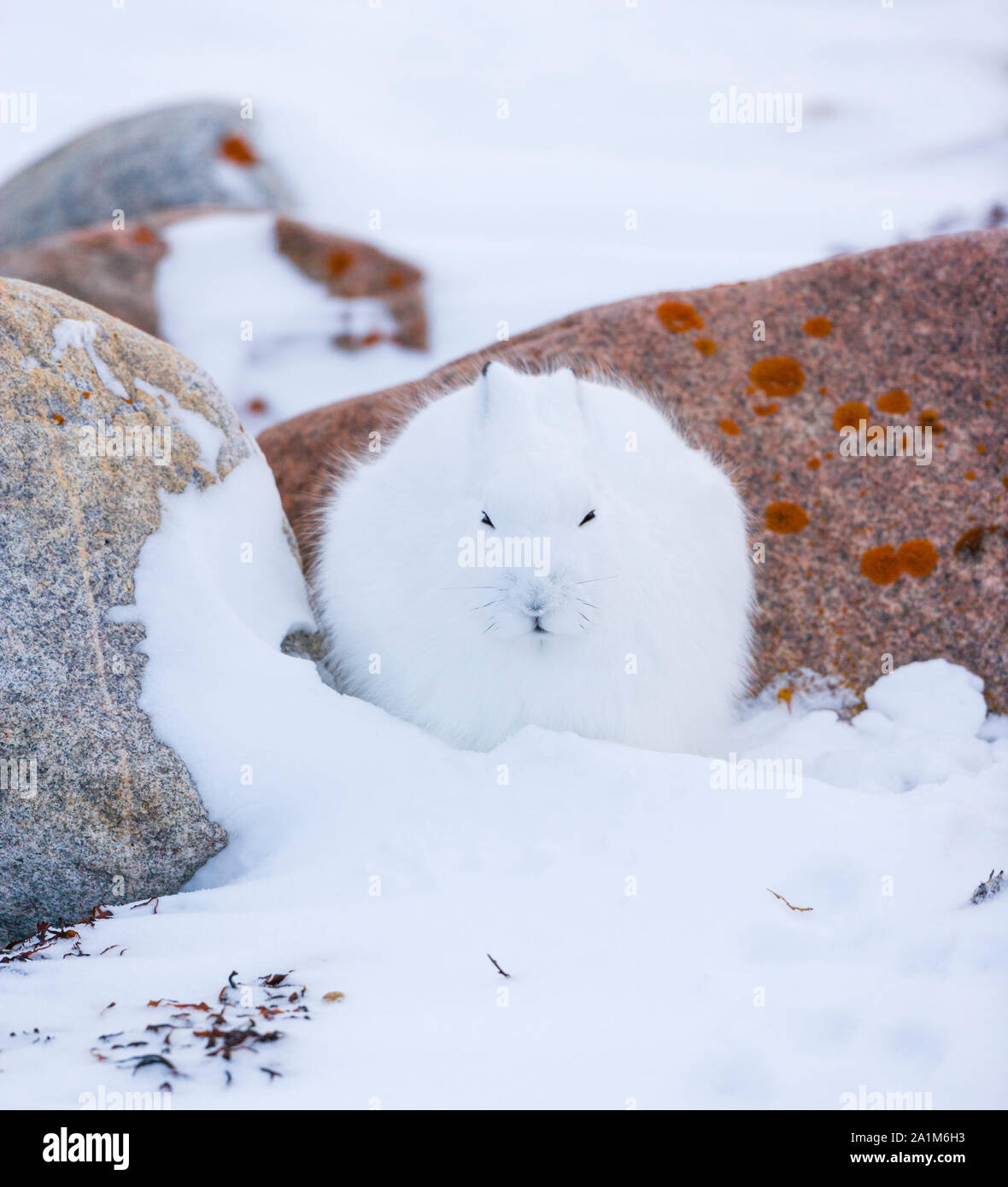 Liebre artica arctic hare hi-res stock photography and images - Alamy