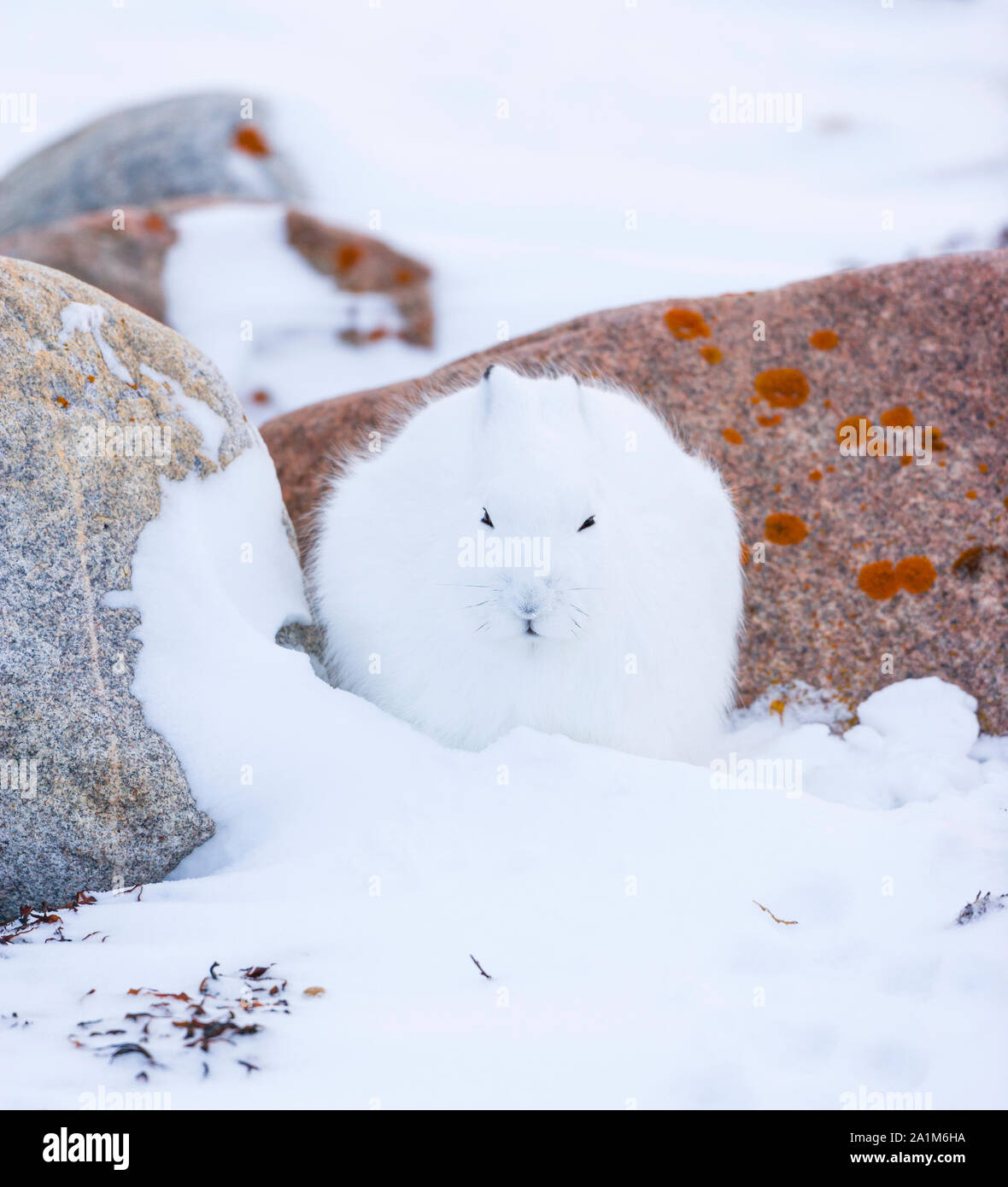 Liebre artica arctic hare hi-res stock photography and images - Alamy