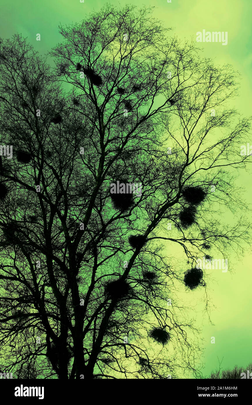 The witches broom tree hi-res stock photography and images - Alamy