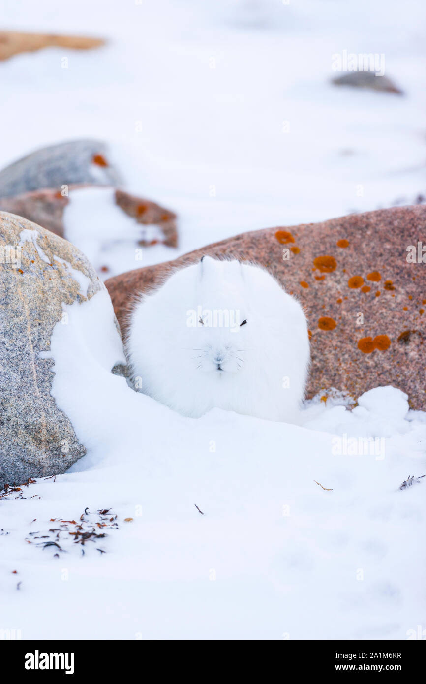 Liebre artica arctic hare hi-res stock photography and images - Alamy