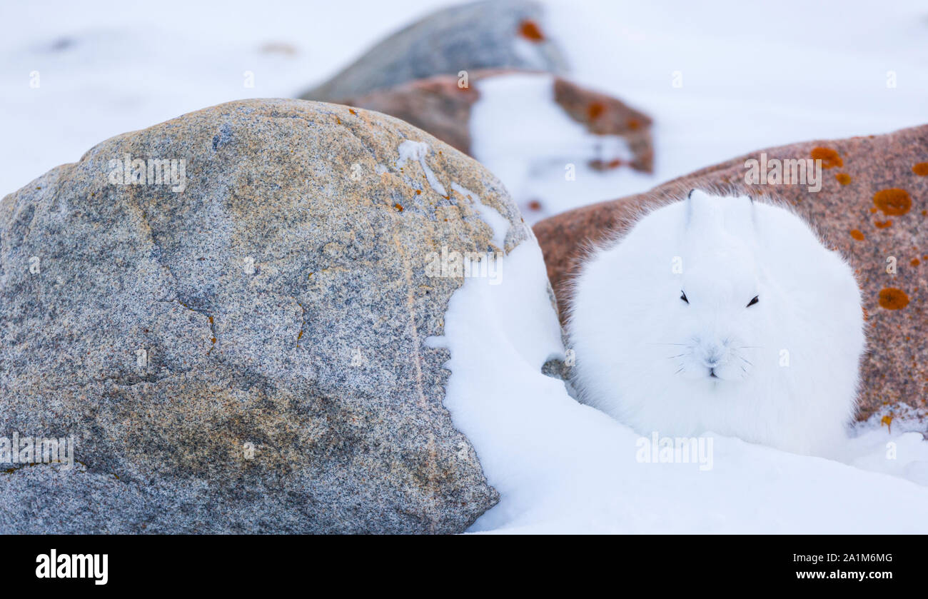 Liebre artica arctic hare hi-res stock photography and images - Alamy