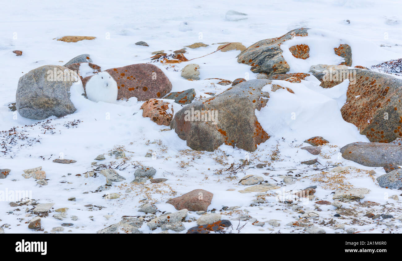 ARCTIC HARE (Lepus arcticus), or polar rabbit Stock Photo - Alamy