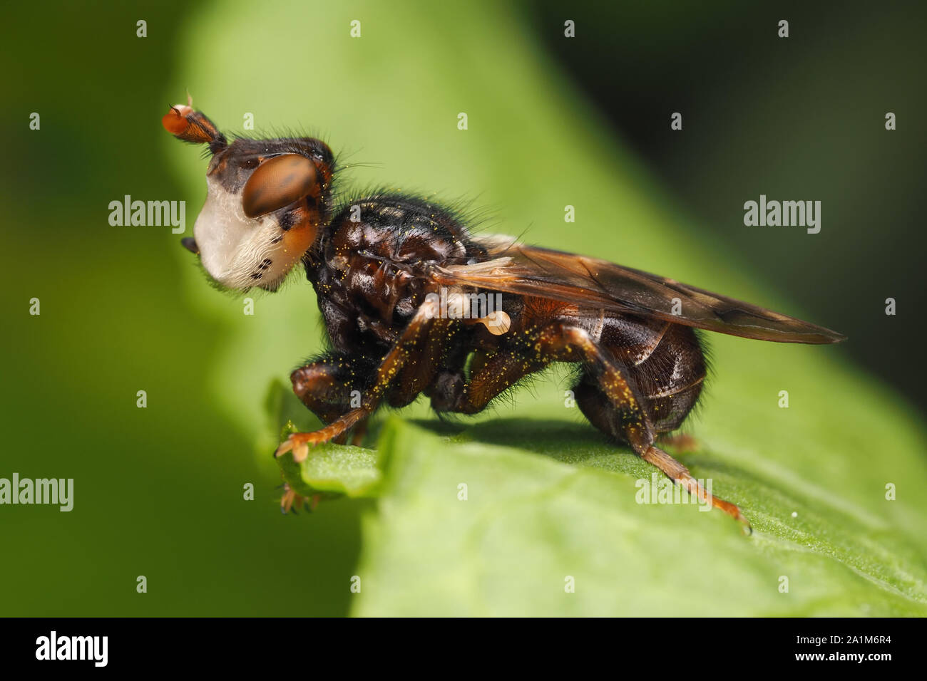 Myopa buccata Conopid fly perched on dock plant. Tipperary, Ireland ...