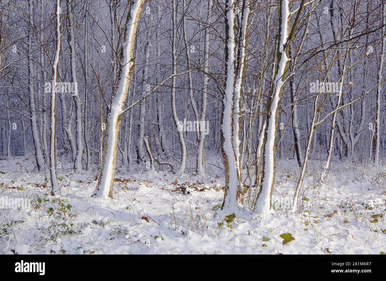 Snow in the woods hi-res stock photography and images - Alamy