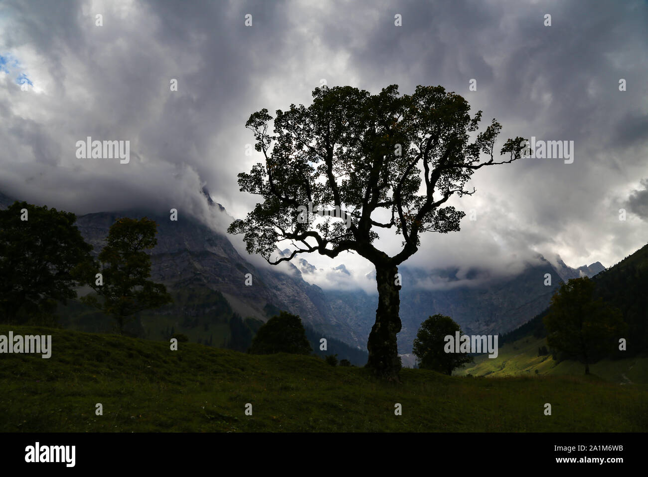 Mountain landscape with a tall tree in the foreground Stock Photo - Alamy