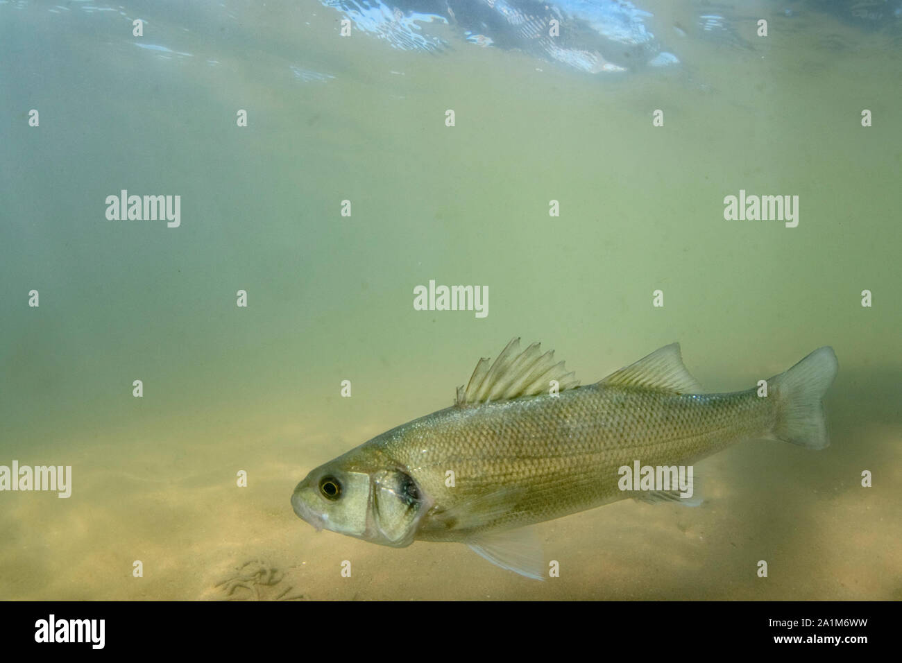 european bass, Dicentrarchus labrax, dorset, september Stock Photo - Alamy
