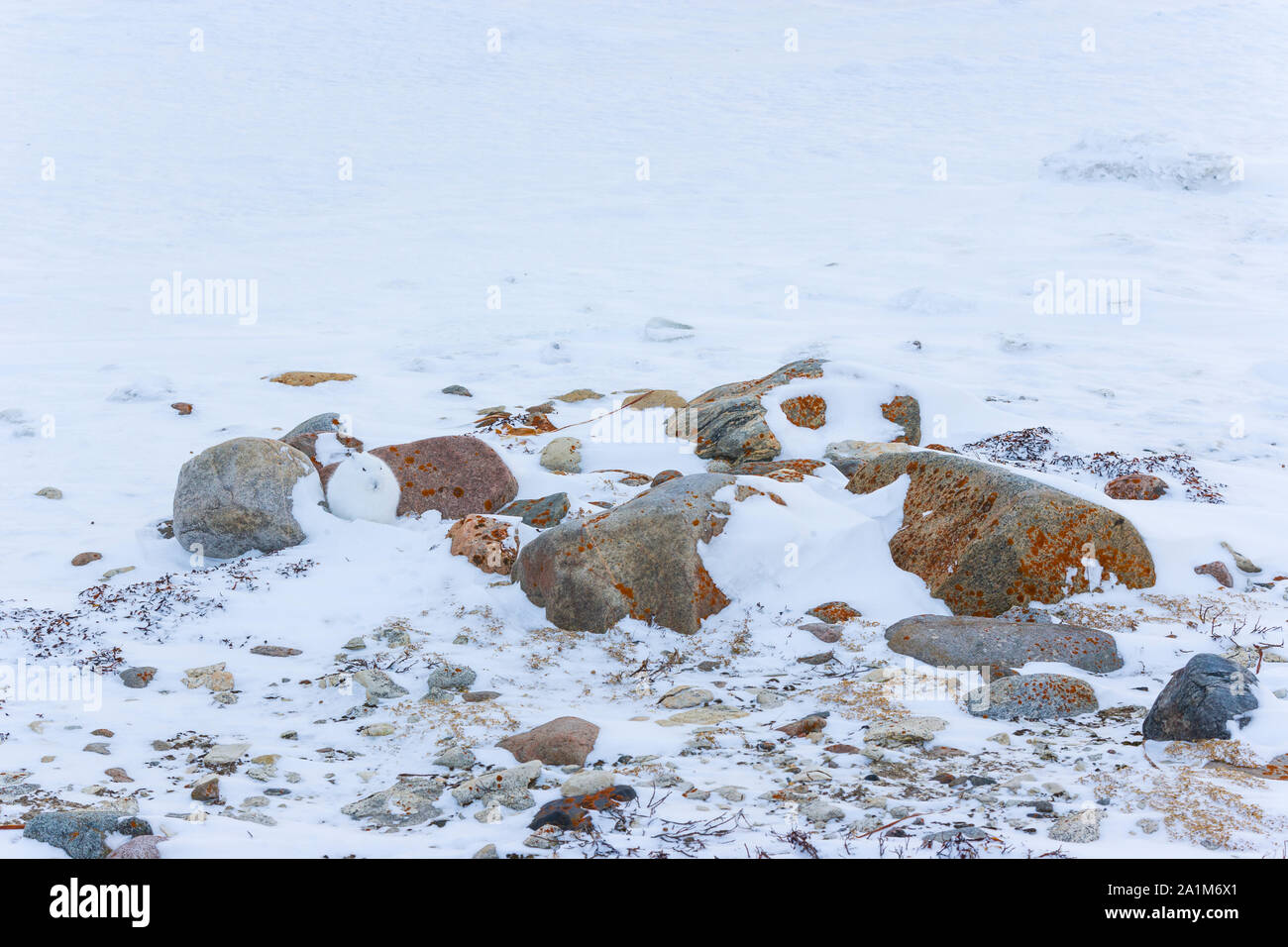 ARCTIC HARE (Lepus arcticus), or polar rabbit Stock Photo - Alamy
