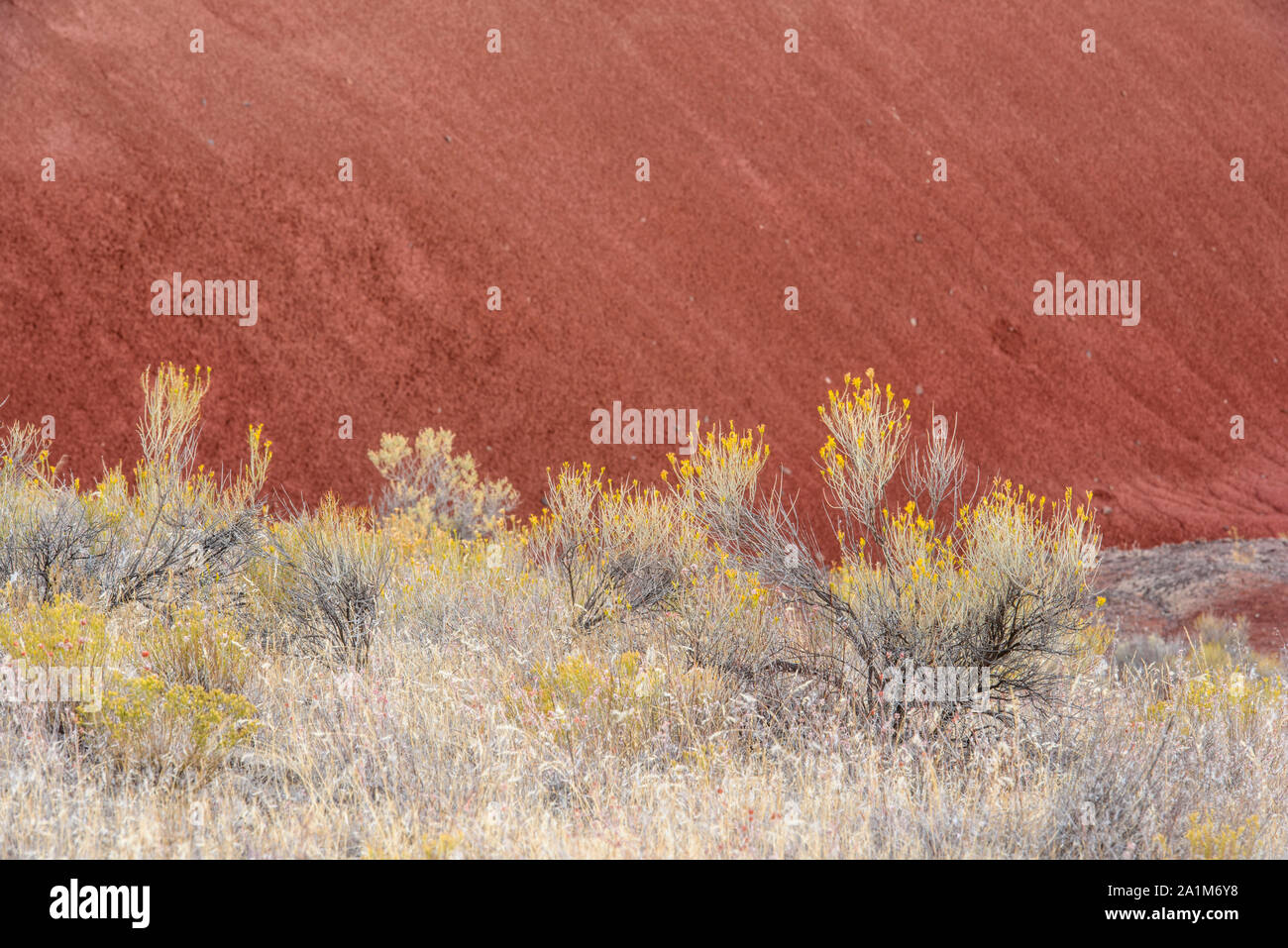 Eroded, exposed laterite sediments at Red Cove, John Day Fossil Beds ...