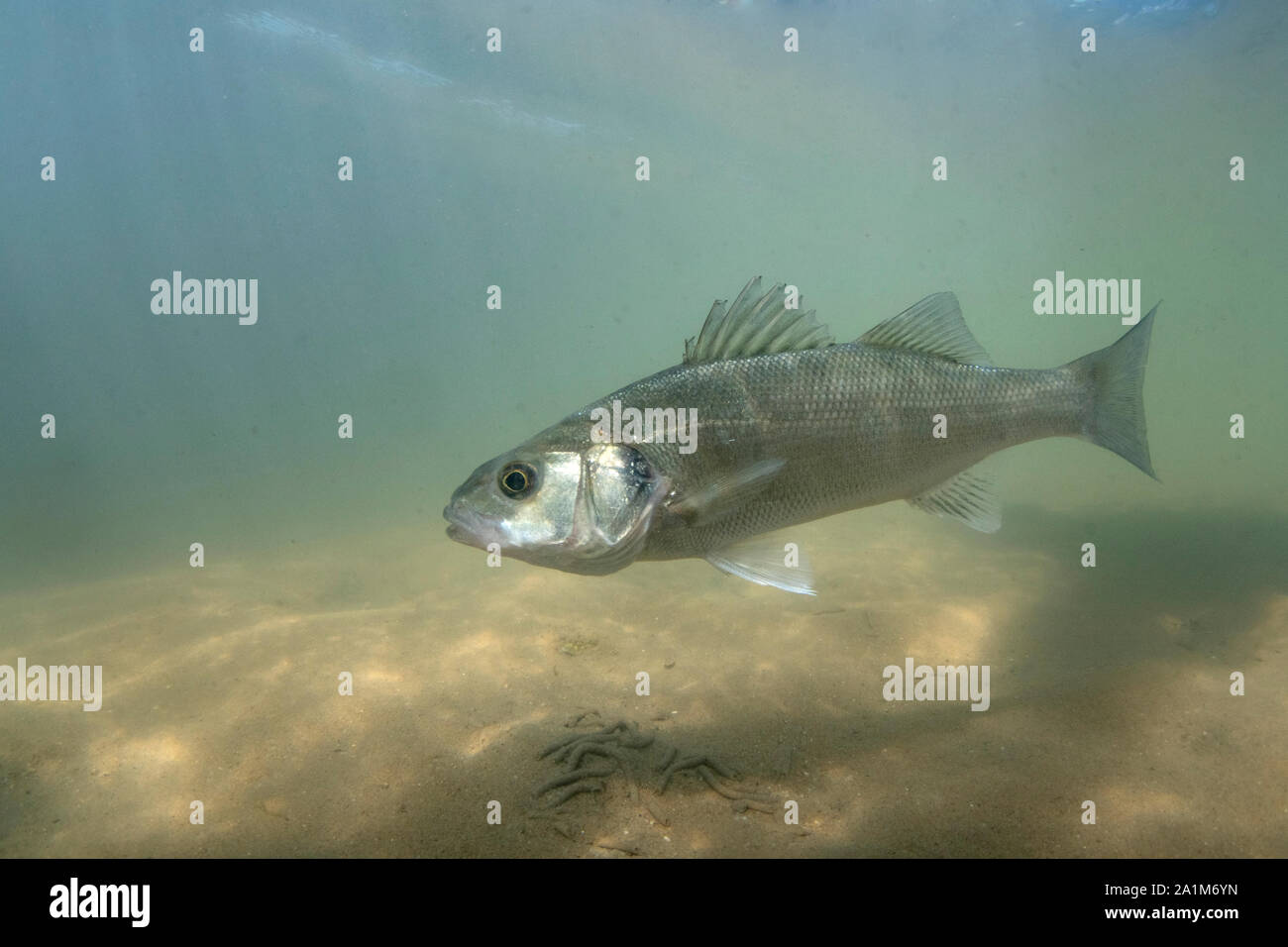 european bass, Dicentrarchus labrax, dorset, september Stock Photo - Alamy