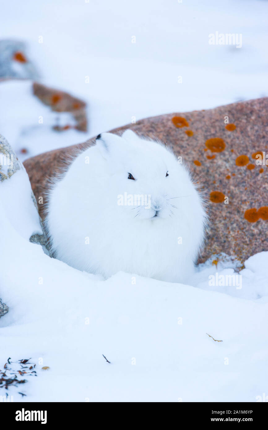 ARCTIC HARE (Lepus arcticus), or polar rabbit Stock Photo - Alamy