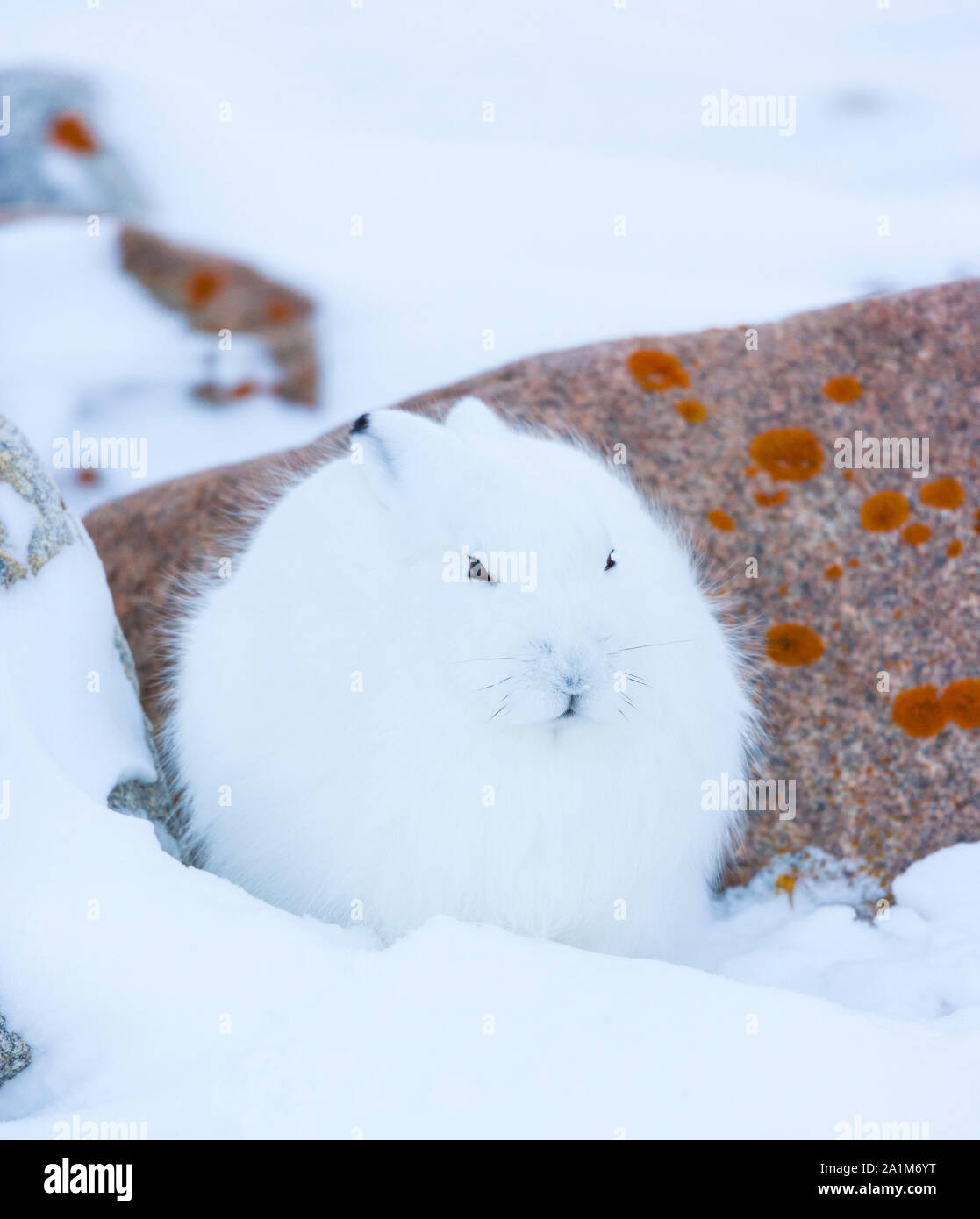 Tundra artica hi-res stock photography and images - Alamy