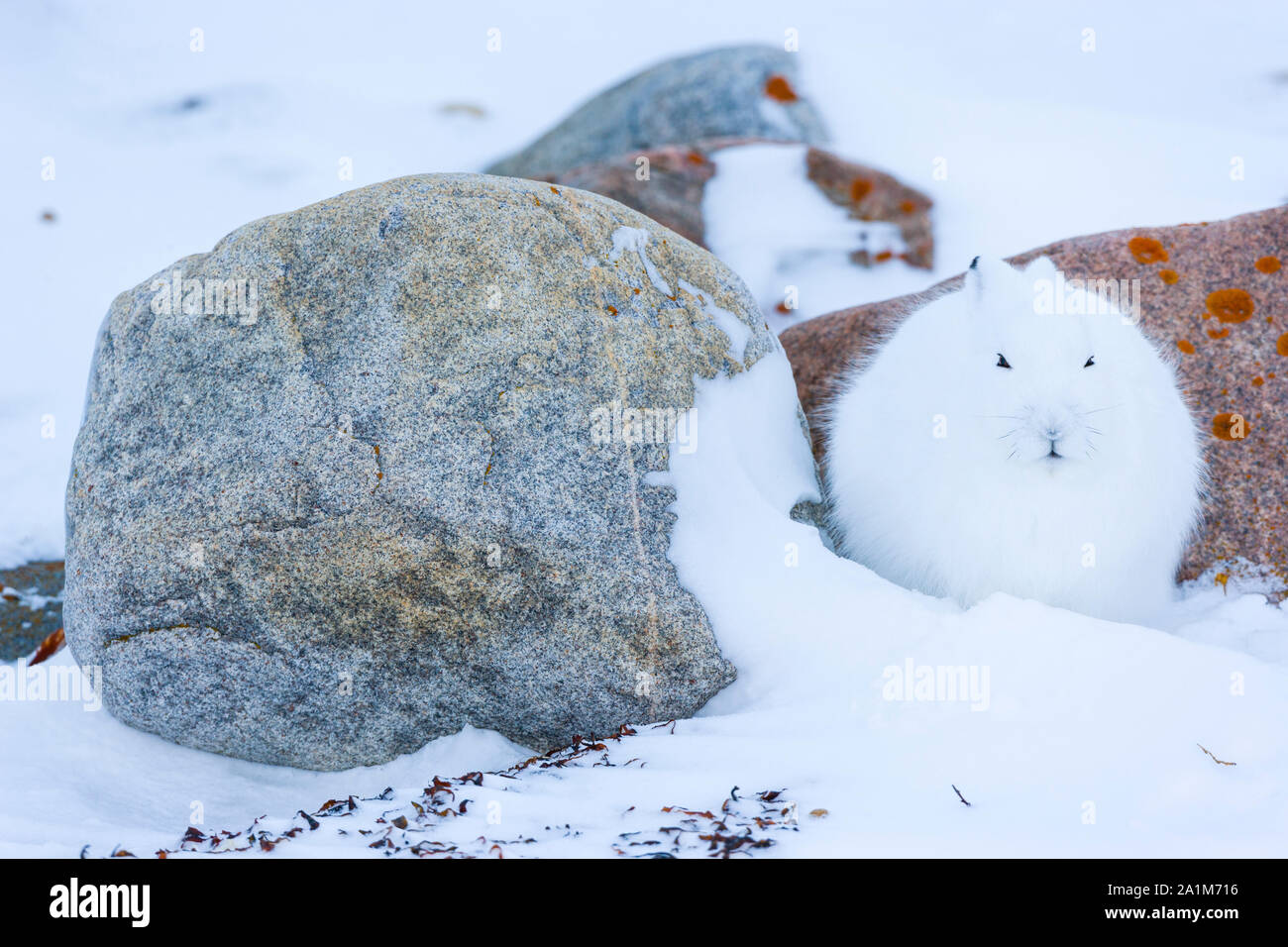 Liebre artica arctic hare hi-res stock photography and images - Alamy
