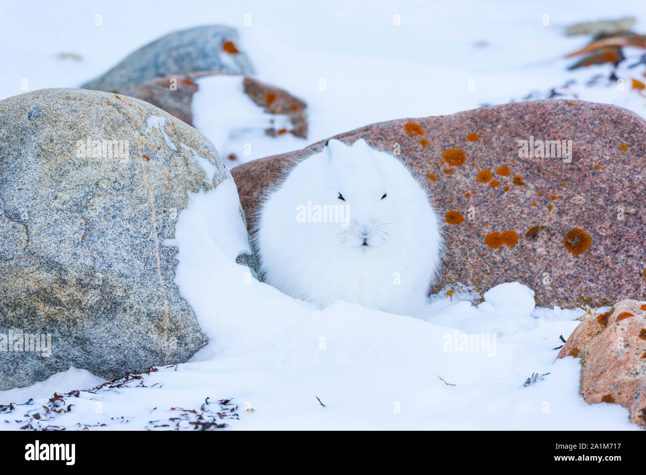 ARCTIC HARE (Lepus arcticus), or polar rabbit Stock Photo - Alamy
