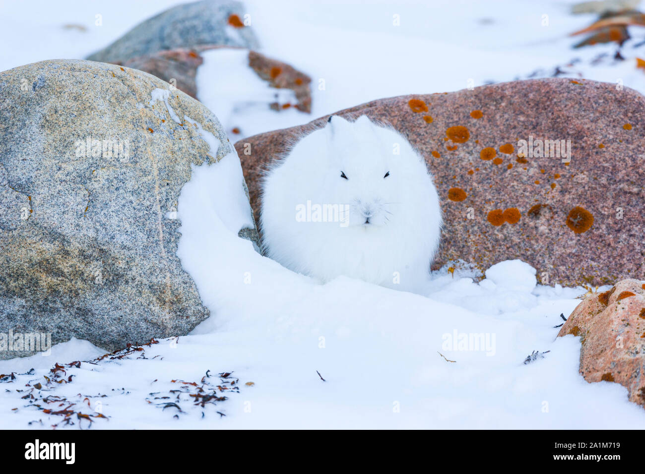 Tundra artica hi-res stock photography and images - Alamy