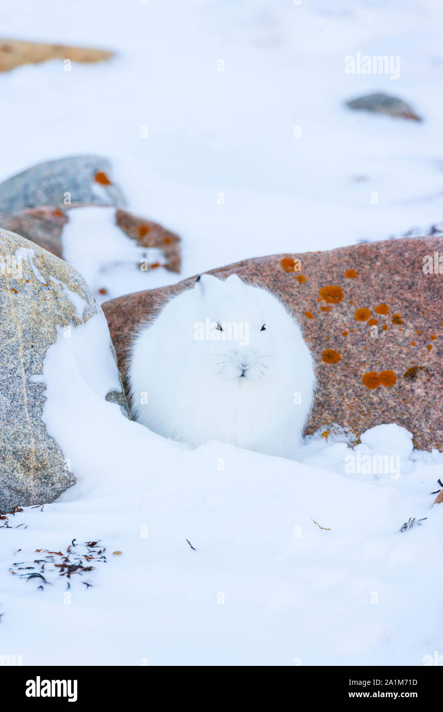 ARCTIC HARE (Lepus arcticus), or polar rabbit Stock Photo - Alamy