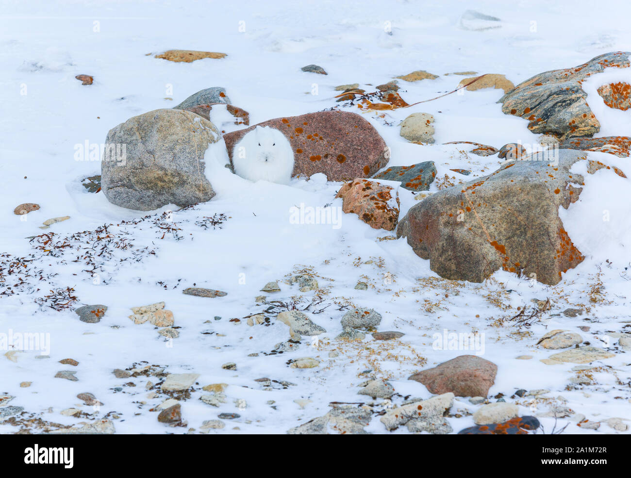 ARCTIC HARE (Lepus arcticus), or polar rabbit Stock Photo - Alamy
