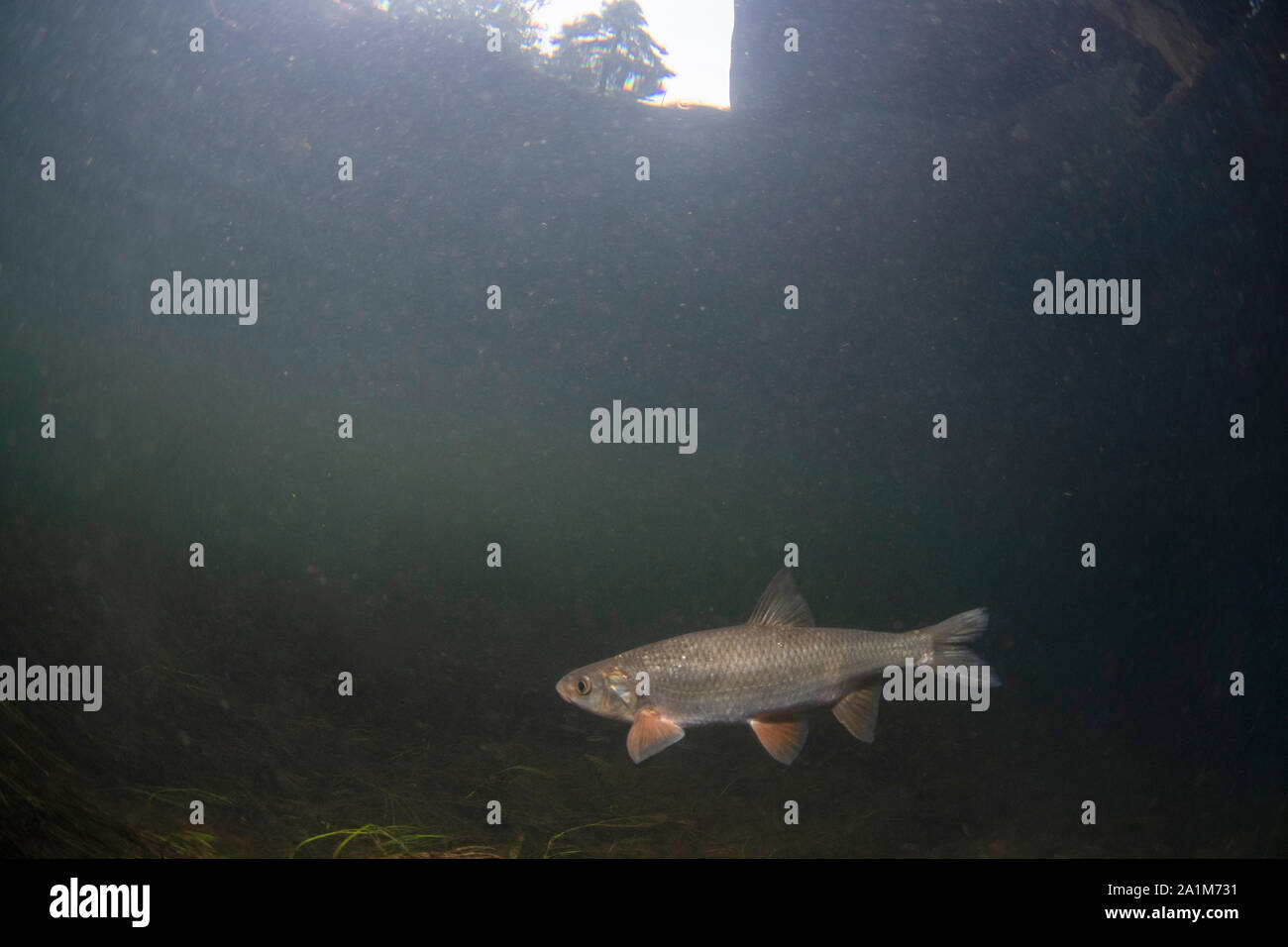 Hampshire avon fish hi-res stock photography and images - Alamy