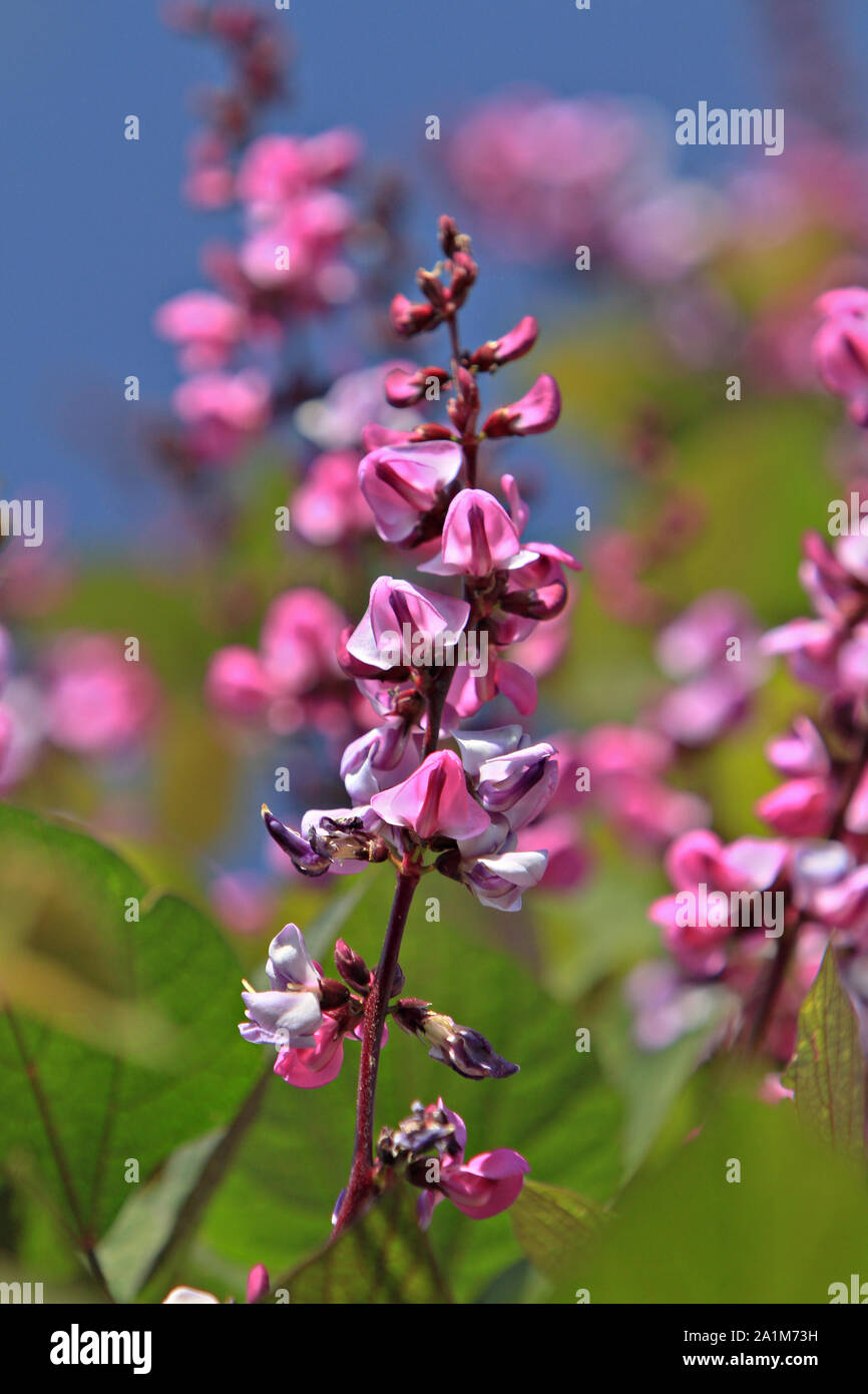 judas tree flowers (Cercis siliquastrum Stock Photo - Alamy