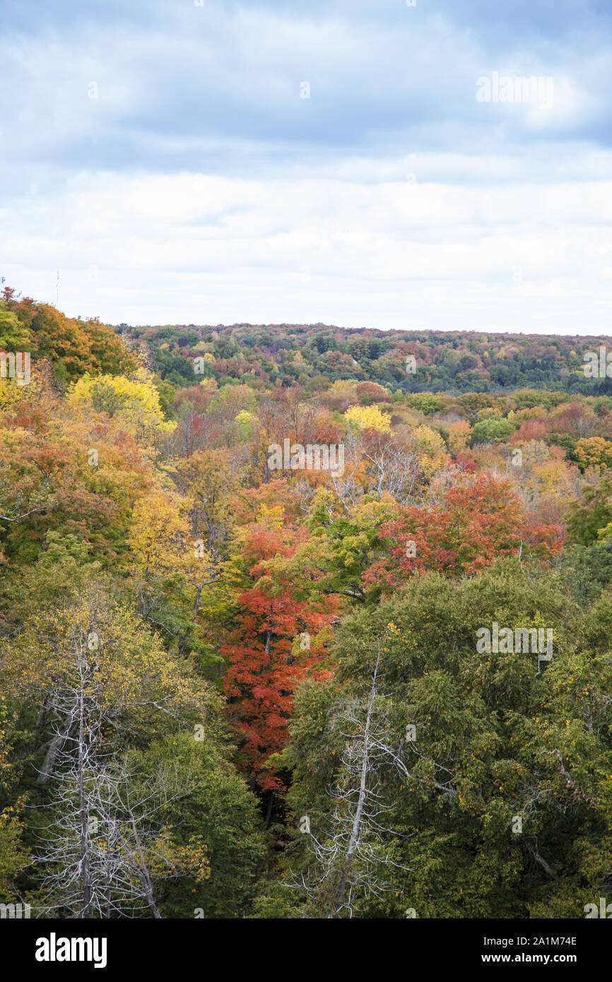 Vertical photo of leaves turning in fall Stock Photo - Alamy
