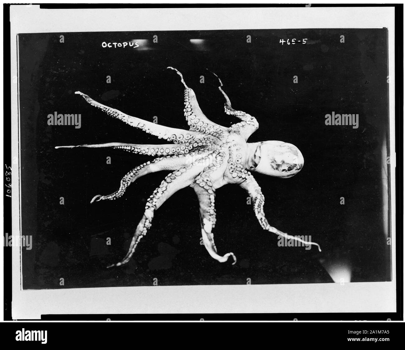 Octopus body Cut Out Stock Images & Pictures - Alamy