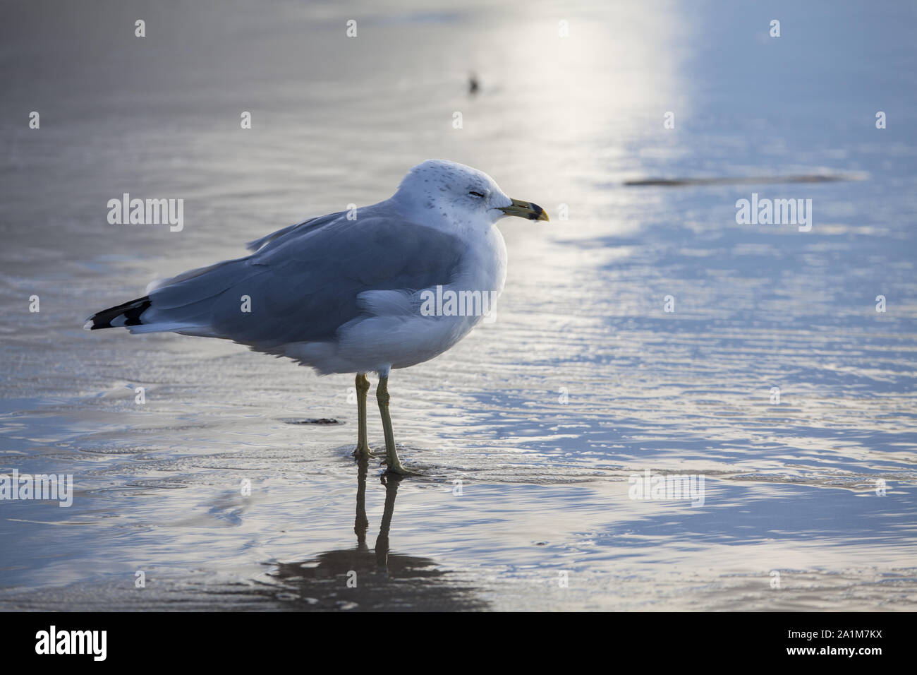 Lone sea gull standing hi-res stock photography and images - Alamy