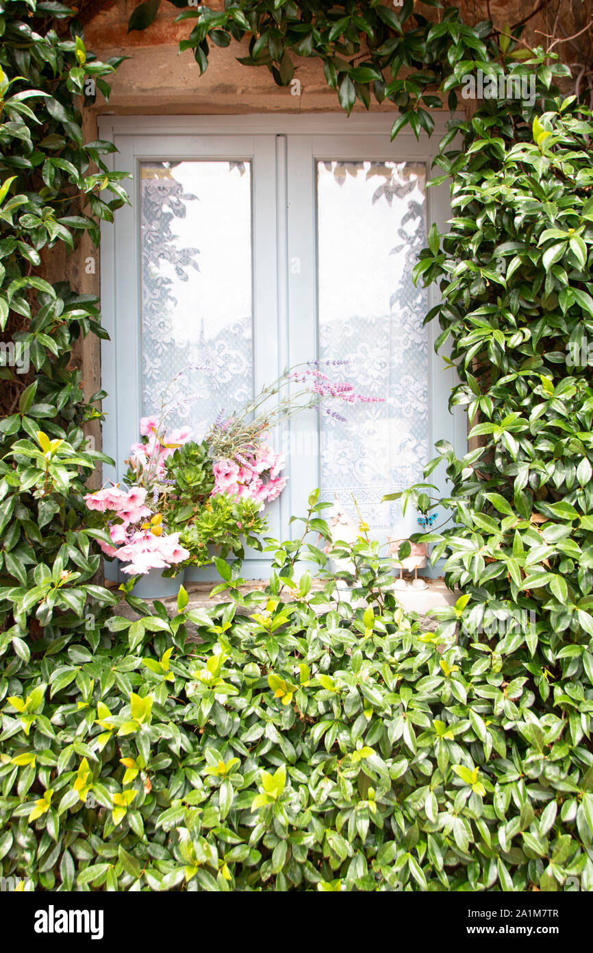 wooden window on a wall covered by green ivy at Vinci, birthplace of ...