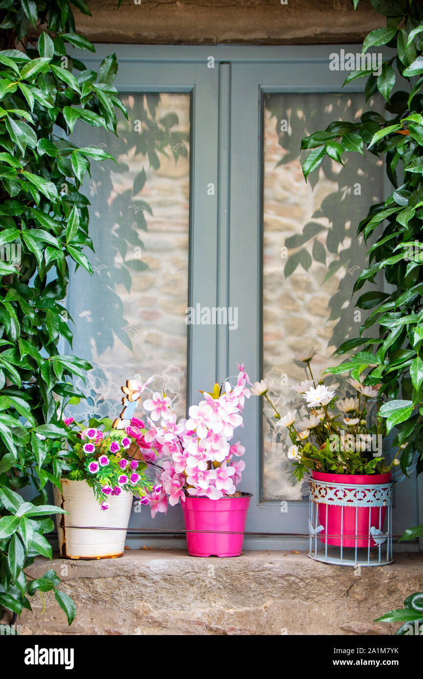 wooden window on a wall covered by green ivy at Vinci, birthplace of ...