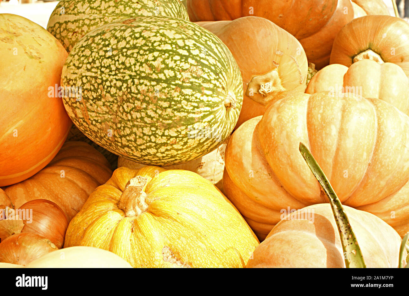 Pumpkins of different types, shapes and colors Stock Photo - Alamy