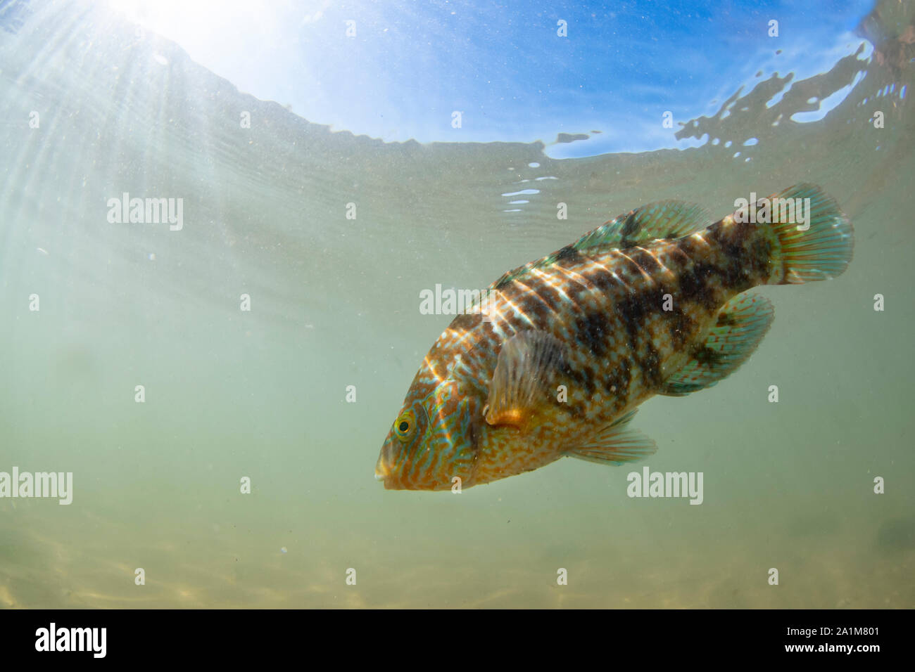 Corkwing wrasse, Symphodus melops, dorset, september Stock Photo - Alamy