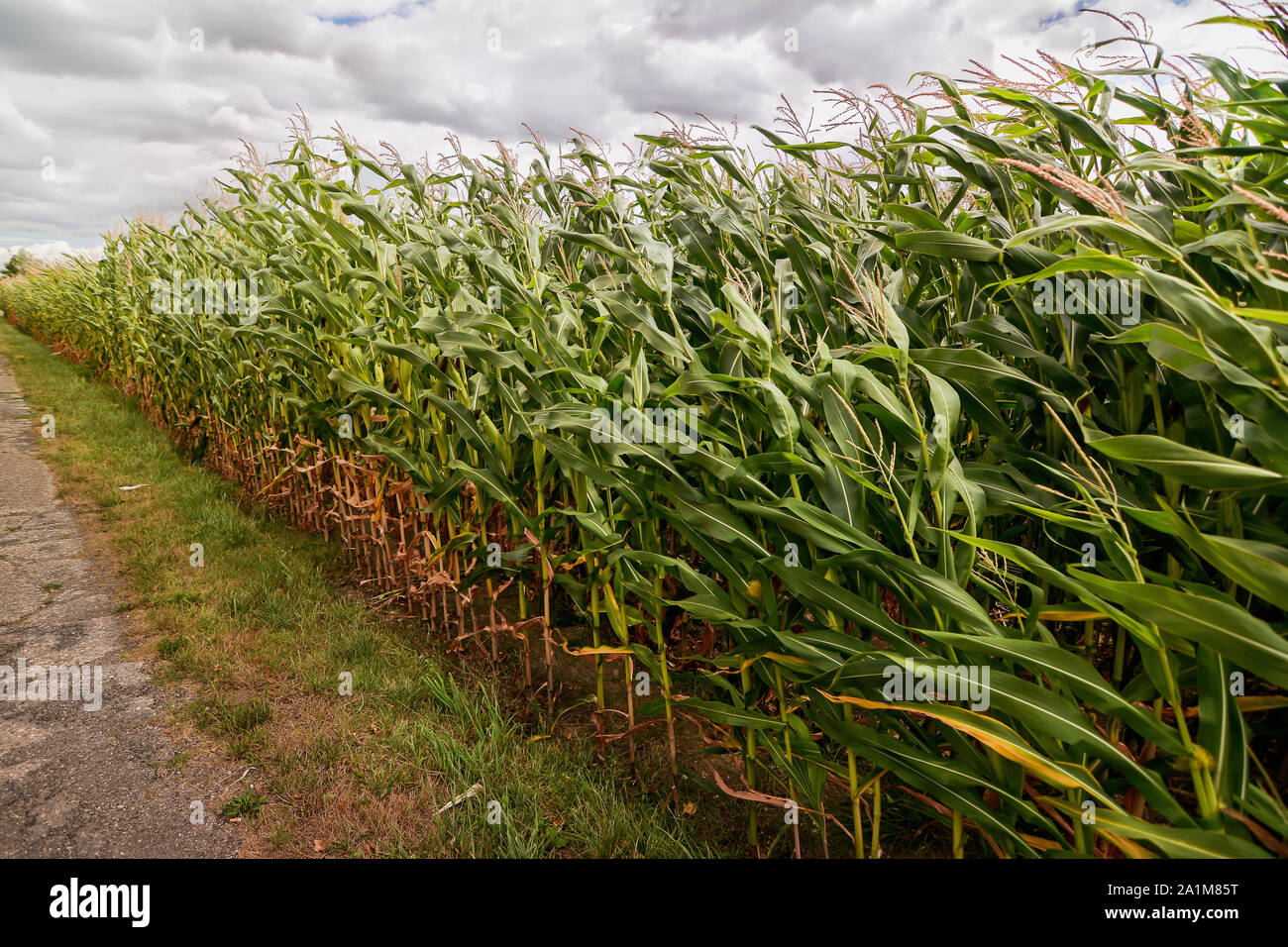 corn field on a stormy summer day Stock Photo - Alamy
