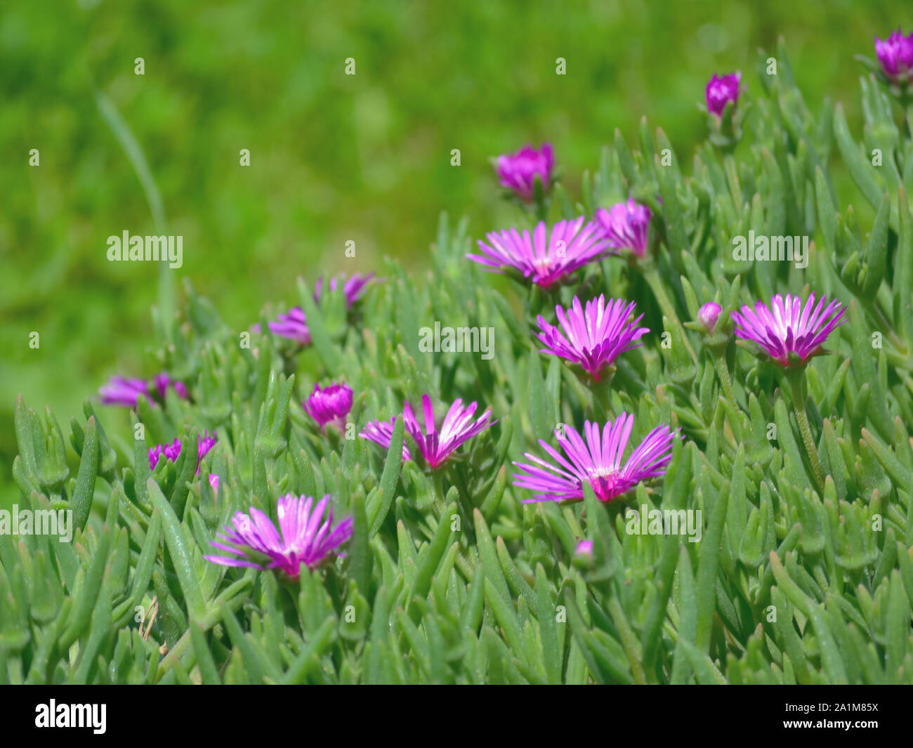 Hardy pink ice plants in bloom, flowering succulent Delosperma cooperi ...