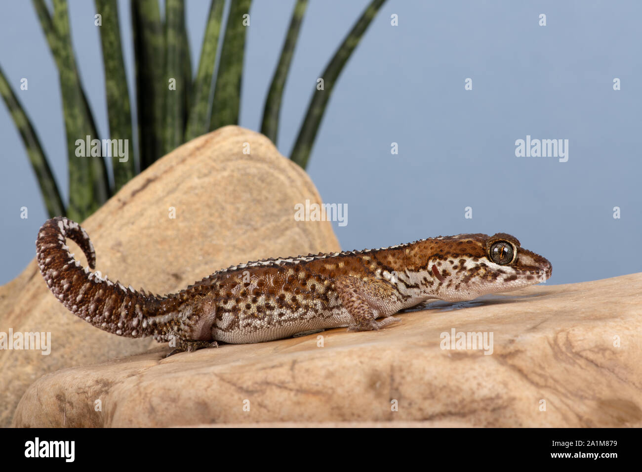 Ocelot Gecko (Paroedura pictus Stock Photo - Alamy