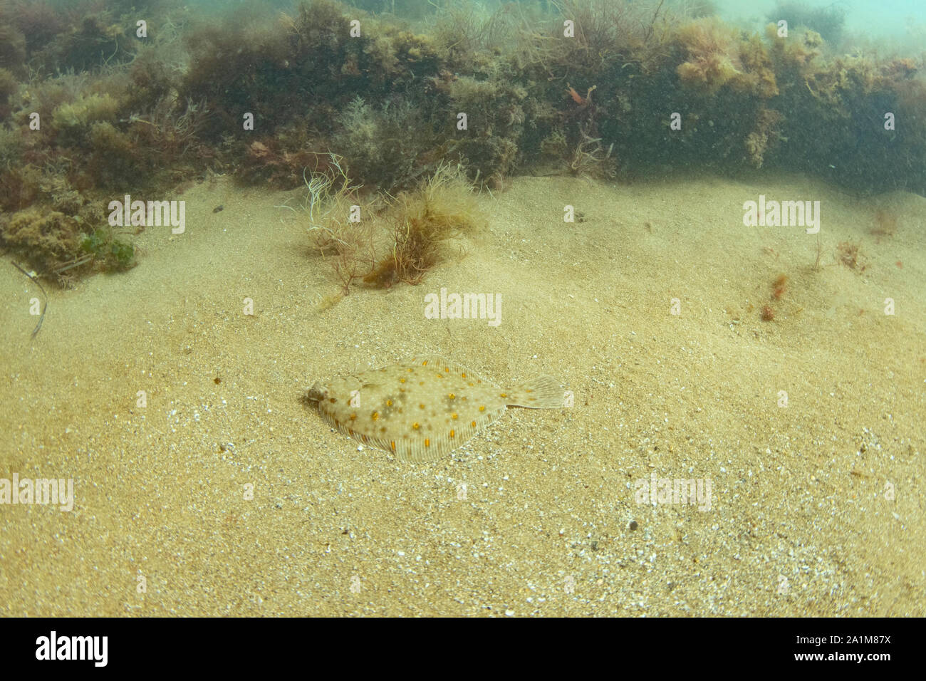 European plaice hi-res stock photography and images - Alamy