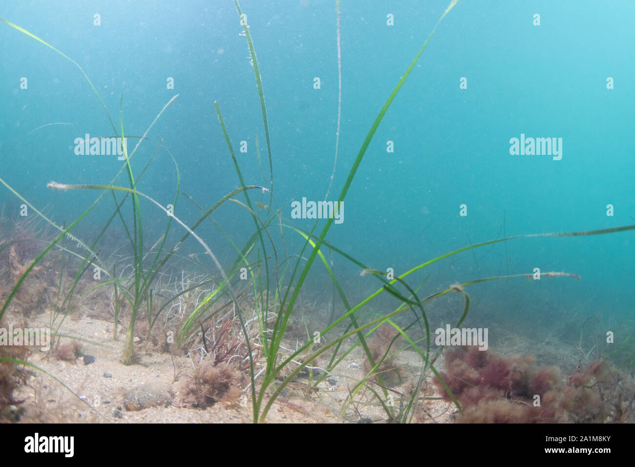 Marine sea grass hi-res stock photography and images - Alamy