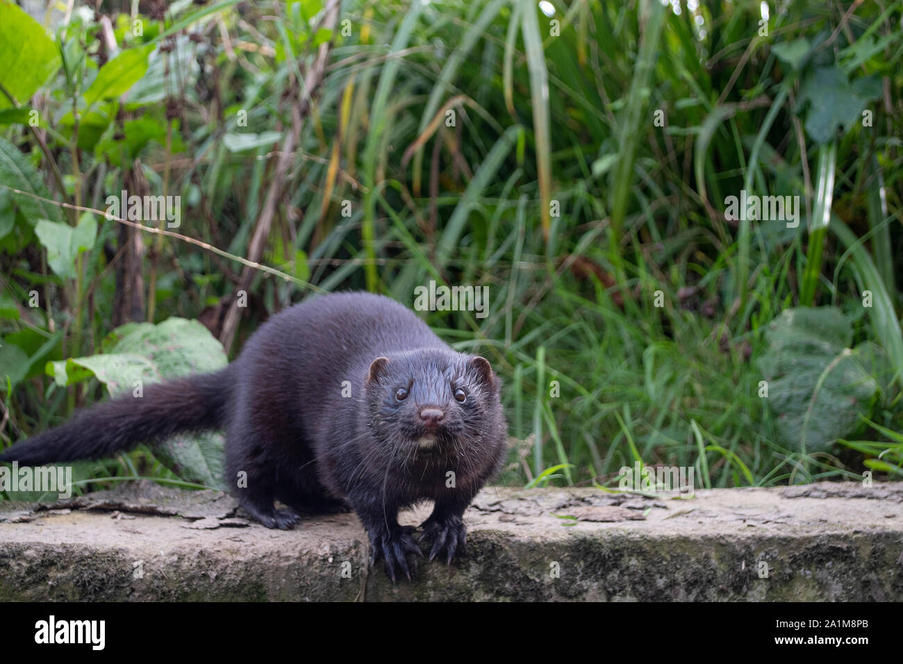 American mink neovison vison hi-res stock photography and images - Alamy