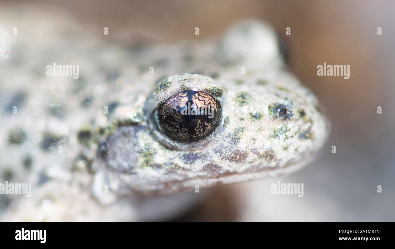 Midwife Toad, Alytes obstetricans, adult in garden, nottinghamshire ...